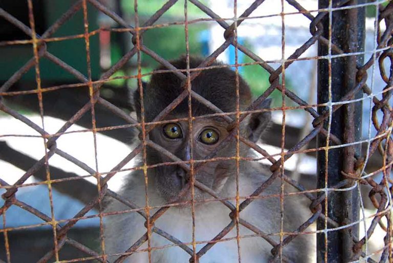 St. Louis Monkey Mystery Deepens With AI Hoaxes | Republican Journal